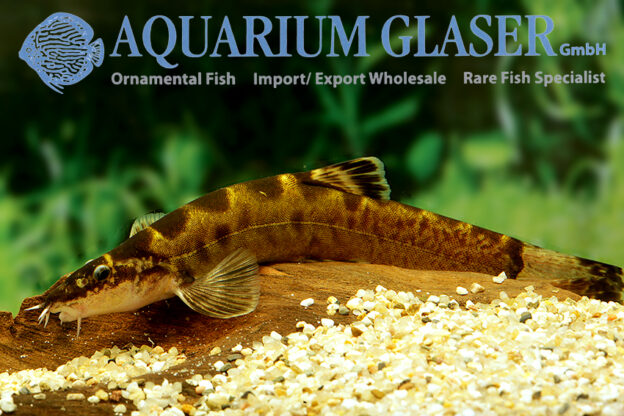 Leptobotia tchangi - Aquarium Glaser GmbH