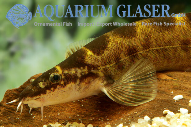 Leptobotia tchangi - Aquarium Glaser GmbH