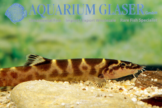 Leptobotia tchangi - Aquarium Glaser GmbH