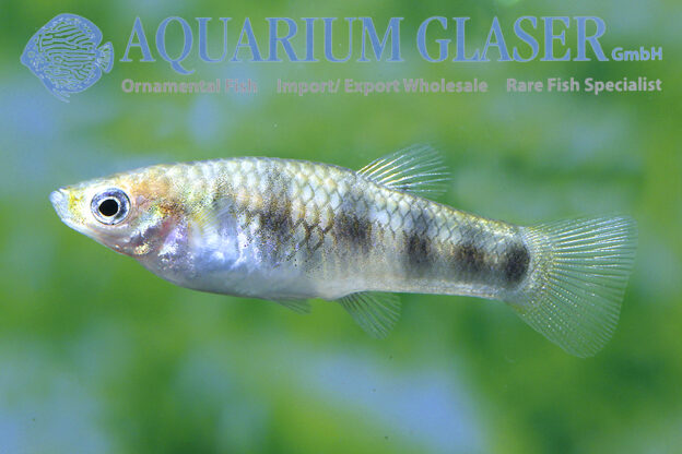Limia islai - Aquarium Glaser GmbH
