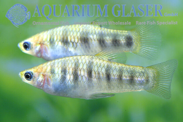 Fish Archive - Aquarium Glaser GmbH
