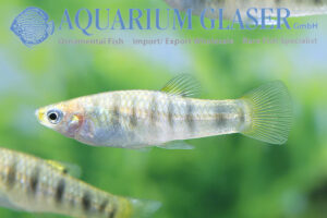 Limia islai - Aquarium Glaser GmbH