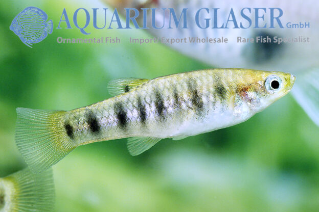 Limia islai - Aquarium Glaser GmbH