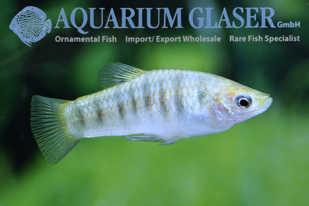 Limia islai - Aquarium Glaser GmbH
