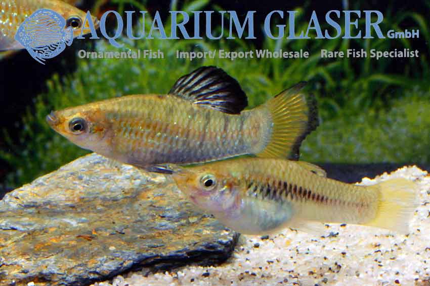 Limia Special - Aquarium Glaser GmbH