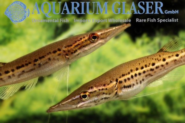 Luciocephalus pulcher - Aquarium Glaser GmbH