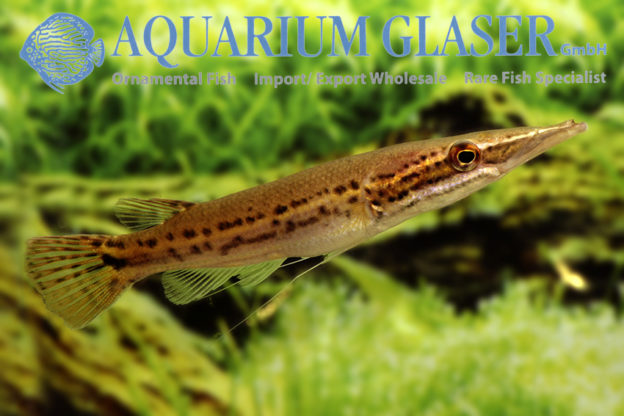 Luciocephalus pulcher - Aquarium Glaser GmbH