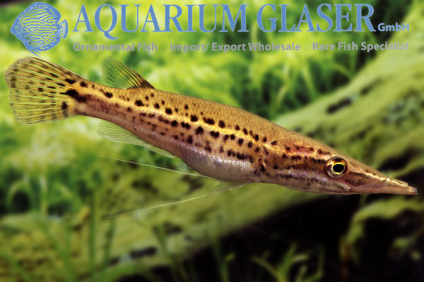 Luciocephalus pulcher - Aquarium Glaser GmbH