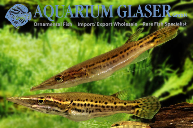 Luciocephalus pulcher - Aquarium Glaser GmbH