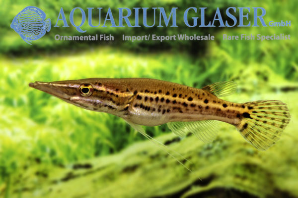 Luciocephalus pulcher - Aquarium Glaser GmbH