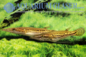 Luciocephalus pulcher - Aquarium Glaser GmbH