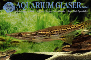Luciocephalus pulcher - Aquarium Glaser GmbH