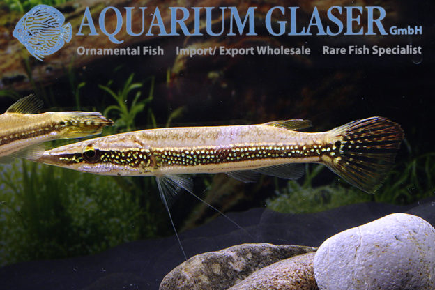 Luciocephalus aura - Aquarium Glaser GmbH