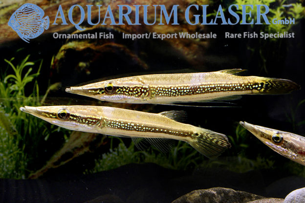 Luciocephalus aura - Aquarium Glaser GmbH