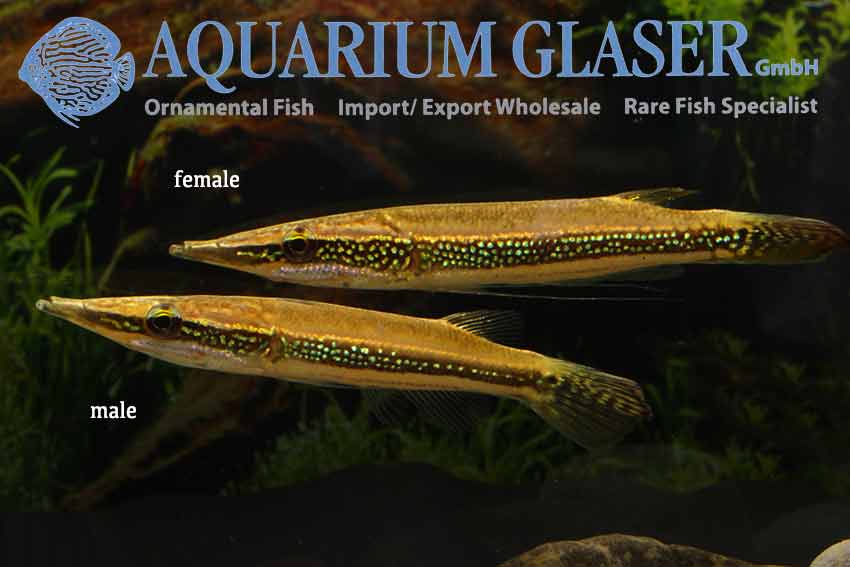 Luciocephalus aura - Aquarium Glaser GmbH