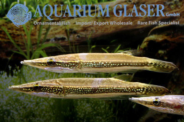 Luciocephalus aura - Aquarium Glaser GmbH