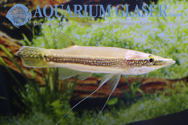 Luciocephalus aura - Aquarium Glaser GmbH