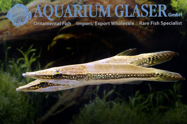 Luciocephalus aura - Aquarium Glaser GmbH