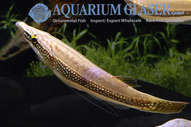 Luciocephalus aura - Aquarium Glaser GmbH