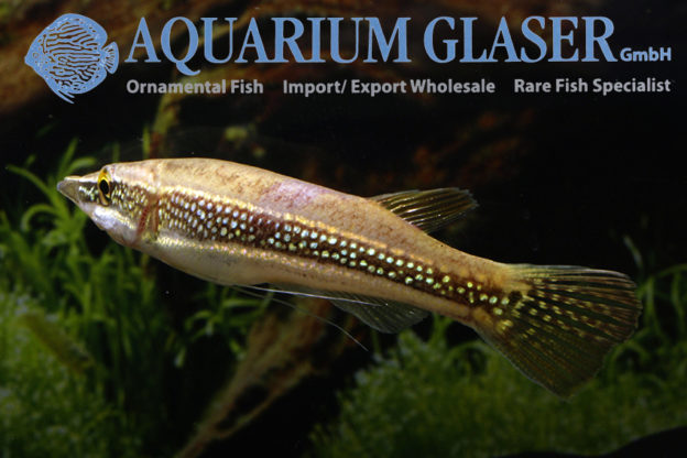 Luciocephalus aura - Aquarium Glaser GmbH