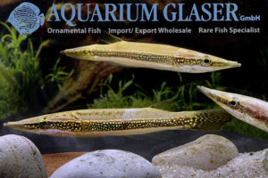 Luciocephalus aura - Aquarium Glaser GmbH