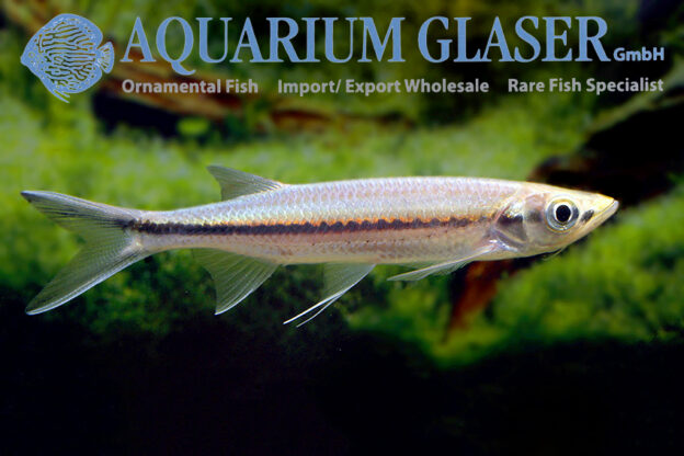 Luciosoma setigerum - Aquarium Glaser GmbH
