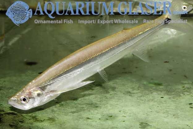 Macrochirichthys macrochirus - Aquarium Glaser GmbH