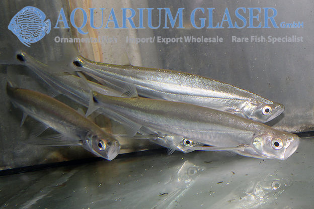 Macrochirichthys macrochirus - Aquarium Glaser GmbH