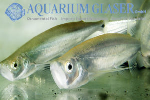 Macrochirichthys macrochirus - Aquarium Glaser GmbH