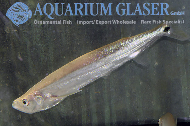 Macrochirichthys macrochirus - Aquarium Glaser GmbH