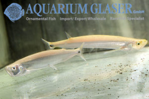 Macrochirichthys macrochirus - Aquarium Glaser GmbH