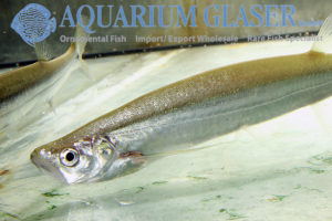 Macrochirichthys macrochirus - Aquarium Glaser GmbH