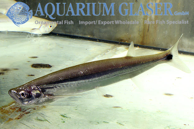 Macrochirichthys macrochirus - Aquarium Glaser GmbH