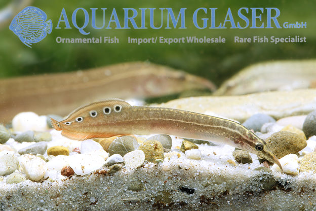 22. Spiny eels - Aquarium Glaser GmbH