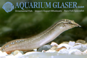 22. Spiny eels - Aquarium Glaser GmbH