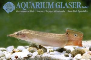 22. Spiny eels - Aquarium Glaser GmbH