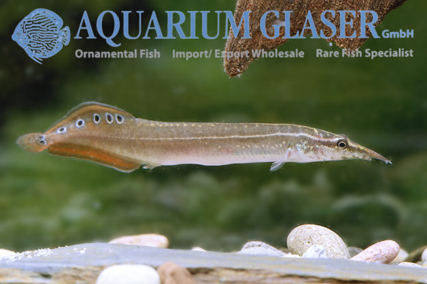 22. Spiny eels - Aquarium Glaser GmbH