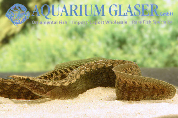 Macrognathus maculatus - Aquarium Glaser GmbH