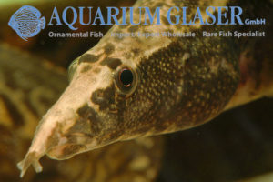 22. Spiny eels - Aquarium Glaser GmbH