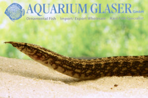 22. Spiny eels - Aquarium Glaser GmbH