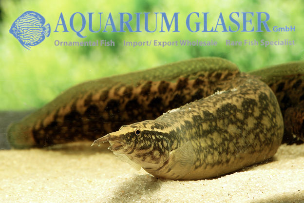 Macrognathus maculatus - Aquarium Glaser GmbH