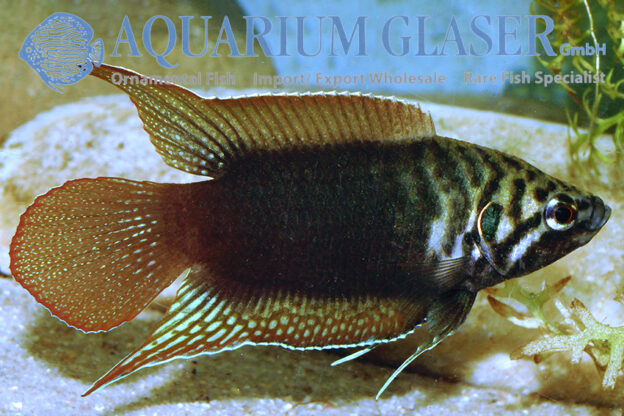 Macropodus ocellatus - Aquarium Glaser GmbH