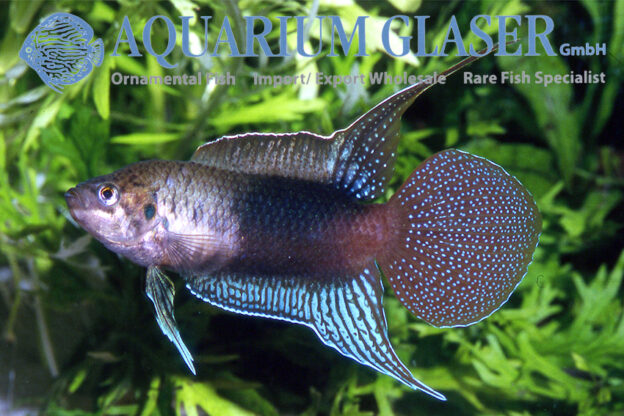 Macropodus ocellatus - Aquarium Glaser GmbH