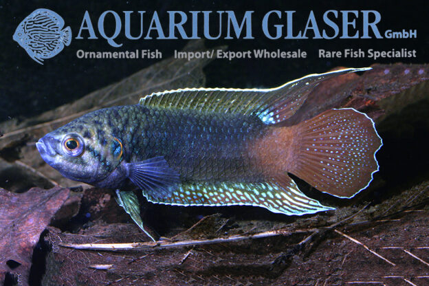 Macropodus ocellatus - Aquarium Glaser GmbH