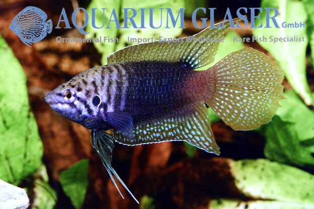 Macropodus ocellatus - Aquarium Glaser GmbH