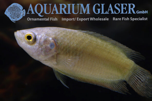 Macropodus ocellatus - Aquarium Glaser GmbH