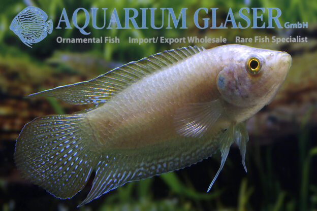 Macropodus ocellatus - Aquarium Glaser GmbH