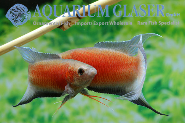 Macropodus opercularis: squeaky red! - Aquarium Glaser GmbH