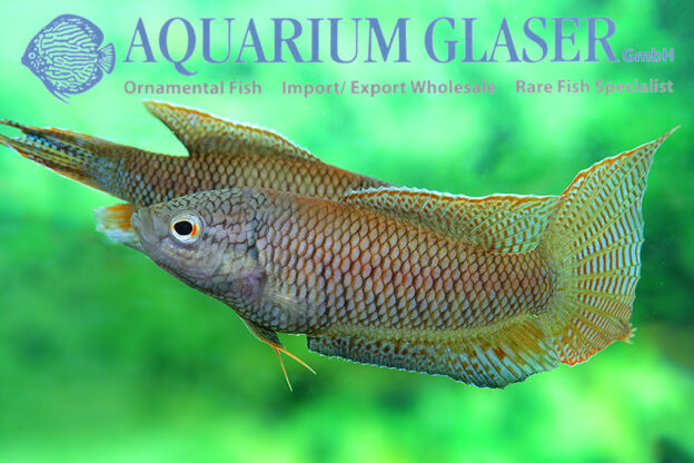 Fish Archive - Aquarium Glaser GmbH