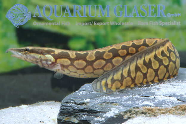 Mastacembelus armatus favus - Aquarium Glaser GmbH